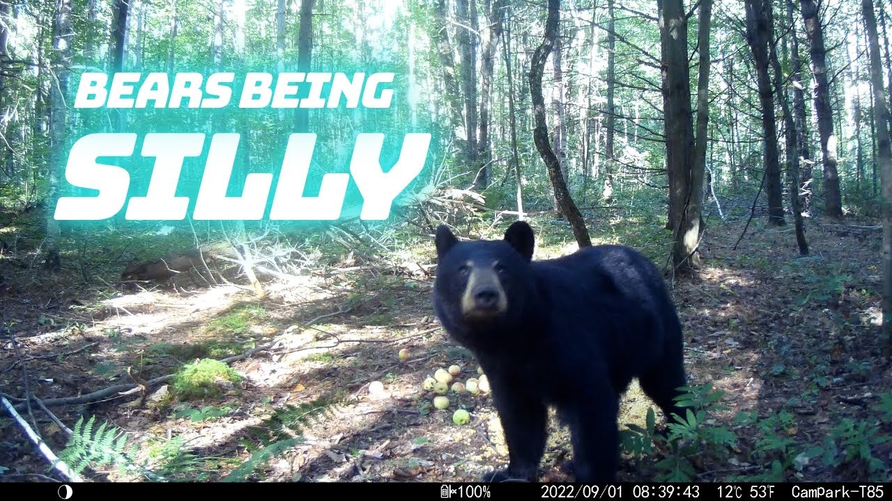 Bears Being Silly On Trail Camera - YouTube