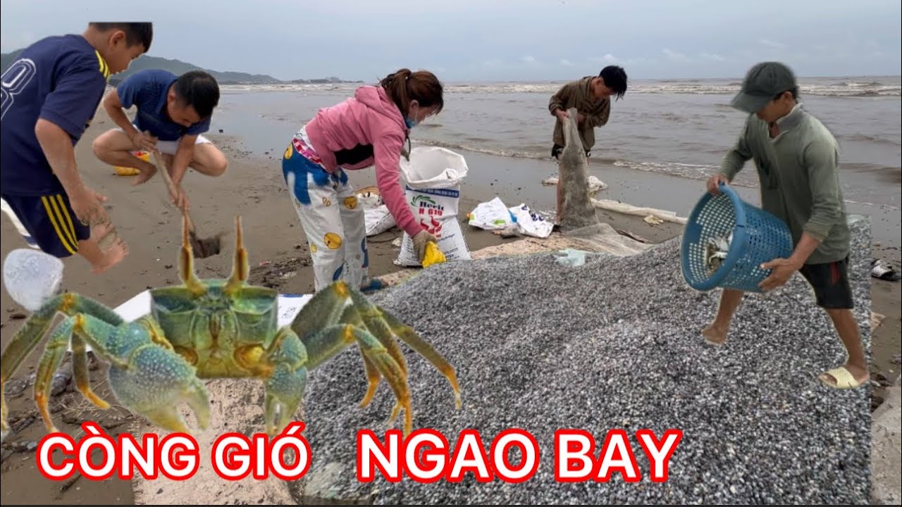 BIỂN ĐỘNG BÀ CON NGƯ DÂN KÉO NHAU ĐI BẮT NGAO BAY # CÒNG GIÓ - YouTube
