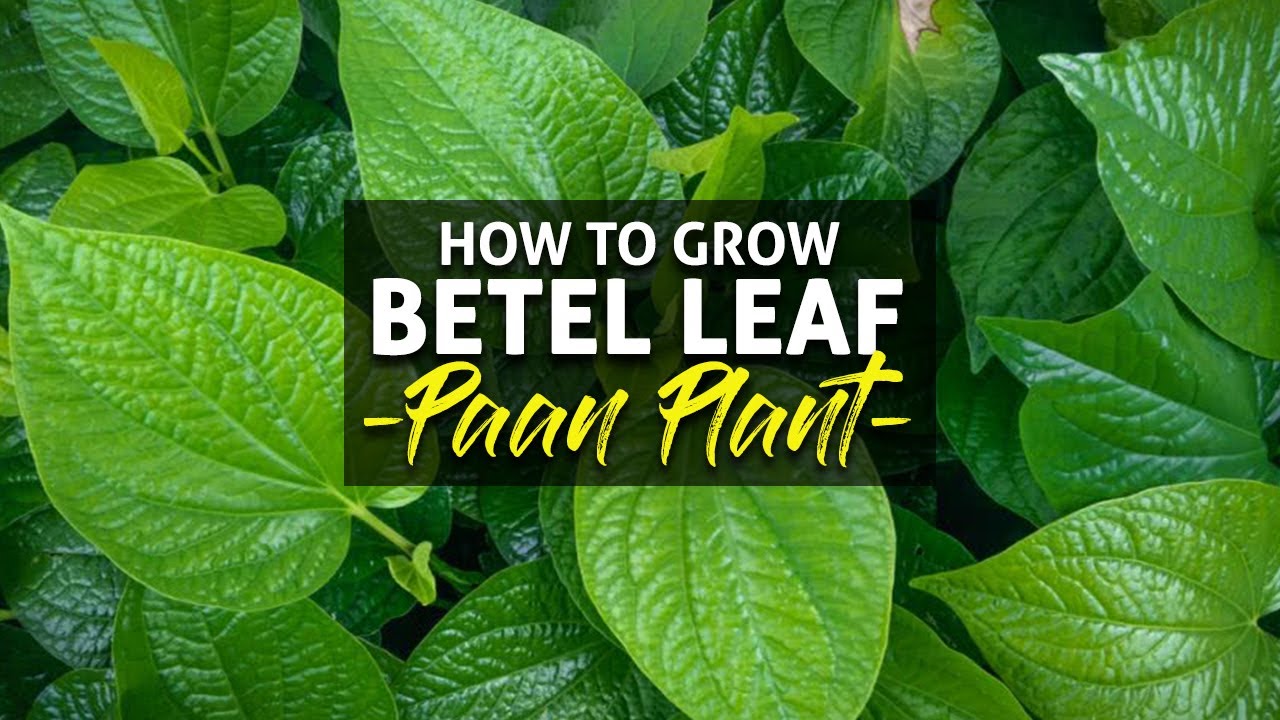 How To Grow Betel Leaf Paan Plant Tips To Grow Paan Plant At Home how-to-grow-betel-leaf-paan-plant-tips-to-grow-paan-plant-at-home