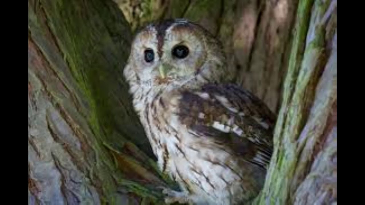 méditation de la chouette - YouTube