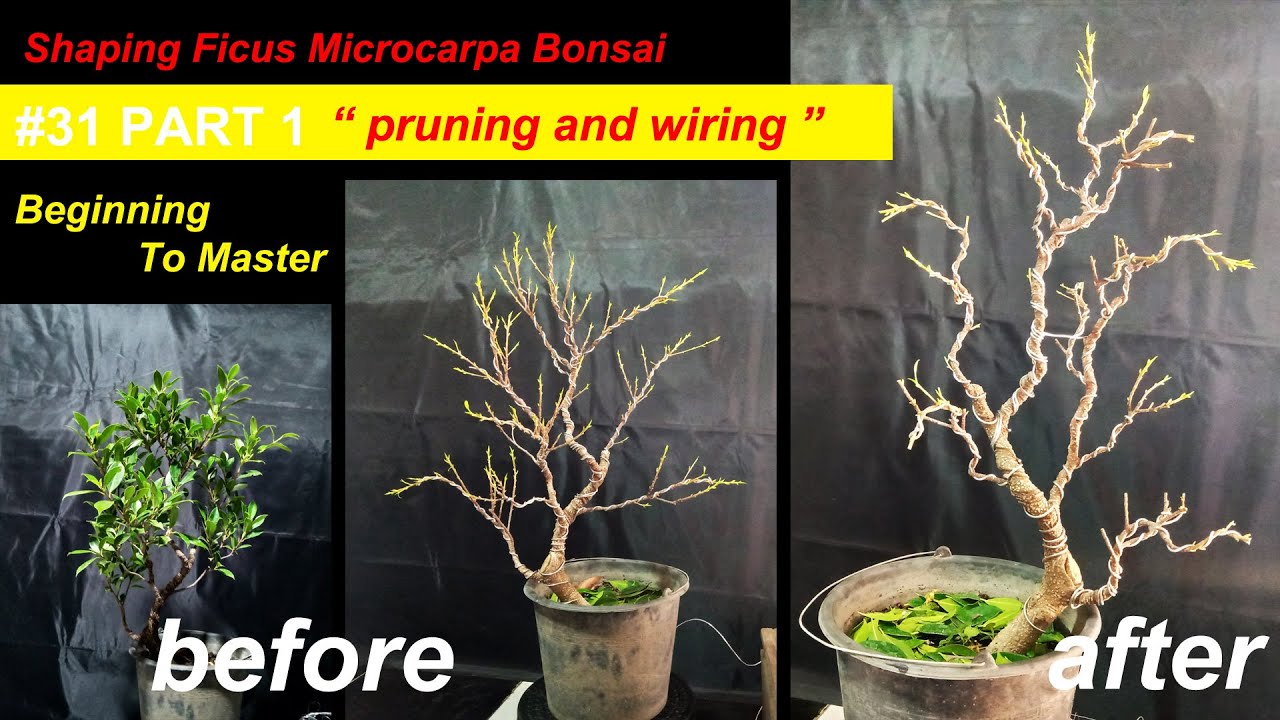 Styling Shaping Formal Upright Ficus Microcarpa Bonsai PART 1 Repotting ...