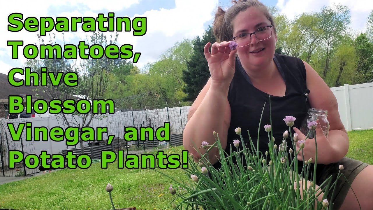 Separating Tomatoes, Chive Blossom Vinegar, and Potato Plants! - YouTube