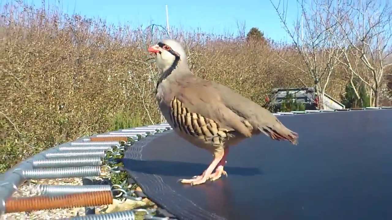 keklik sesi kawi kandel la danmark - YouTube