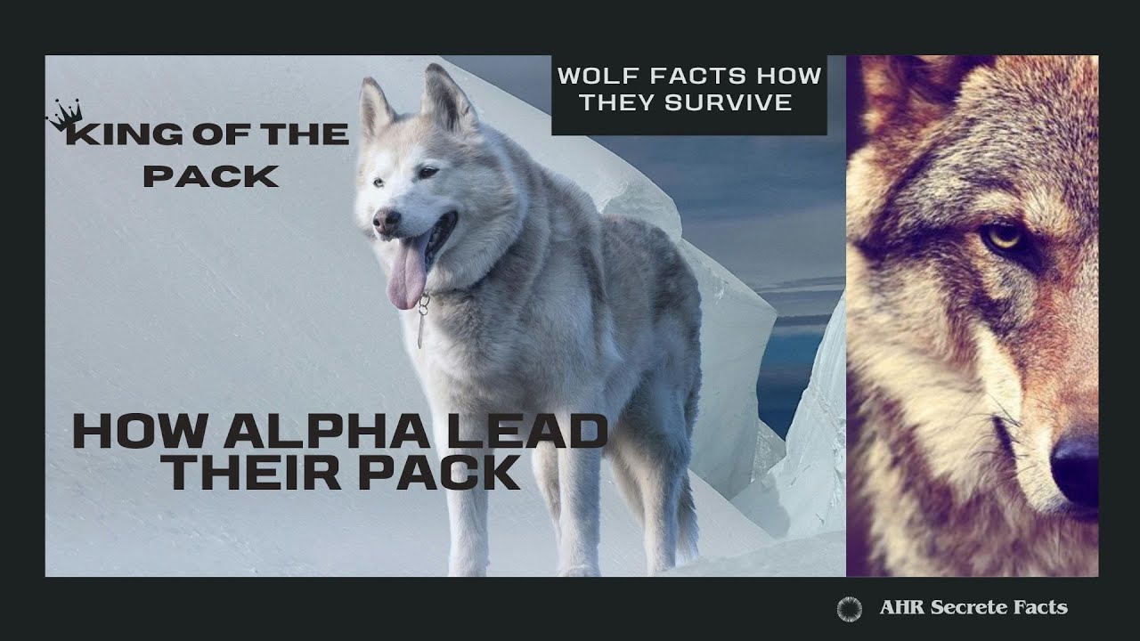 Wolf Amazing Facts | How Alpha Lead their Pack | AHR Secrete Facts ...