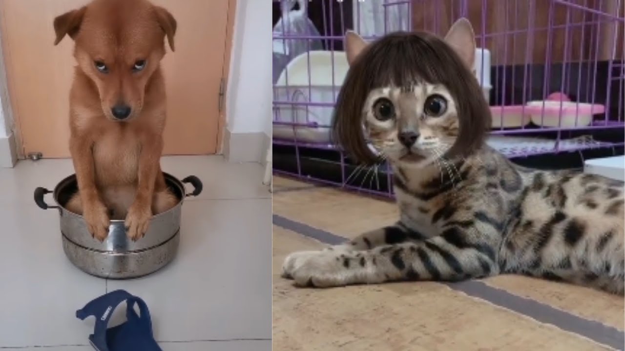Meilleures Vidéos Drôles de Chat et de Chien 🐶🐱- Best Funny DOGS et ...