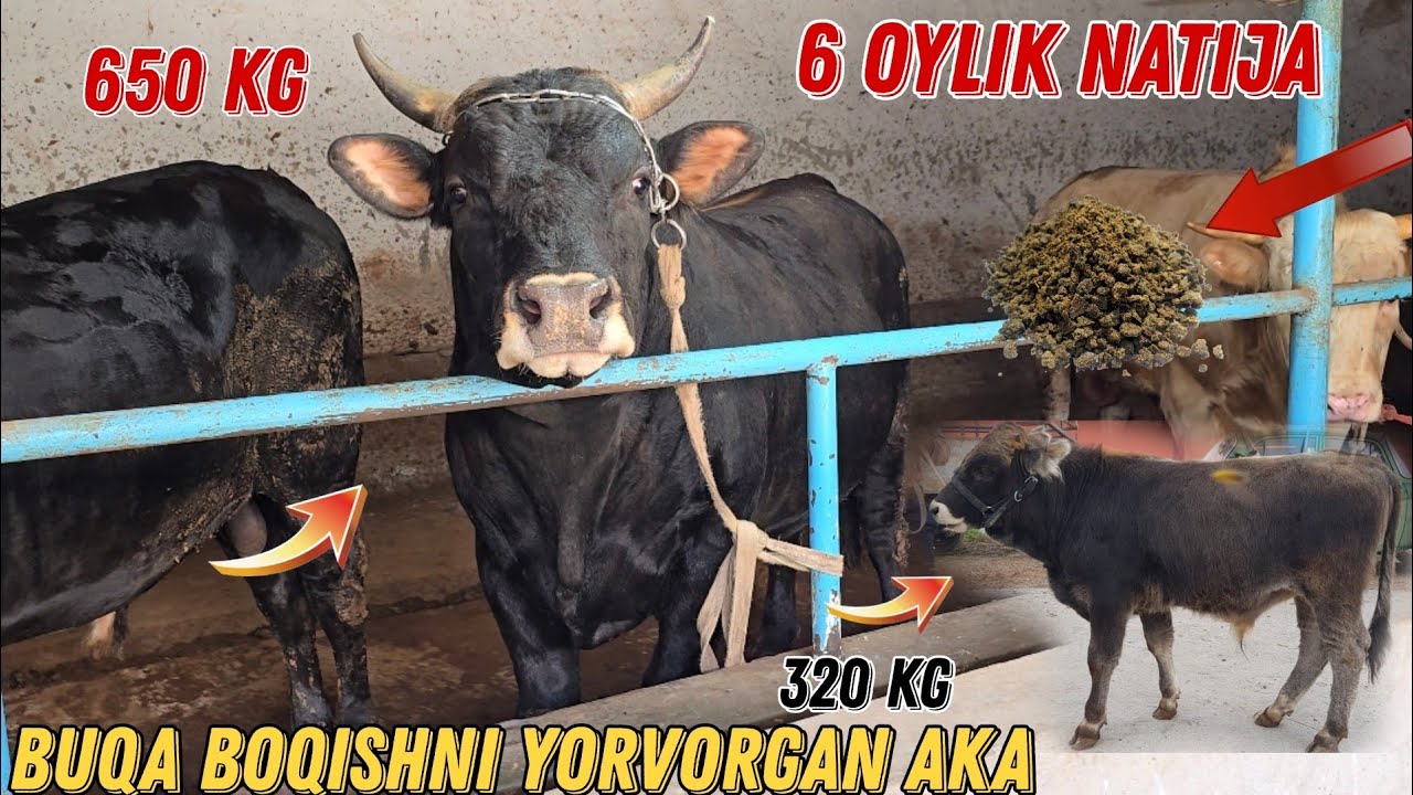 Tez VA SIFATLI Buqa Boqish BUQA Buqishni 90 560 84 91 Yorvorgan ...