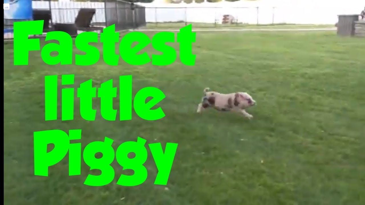Fastest Little Pig! - YouTube