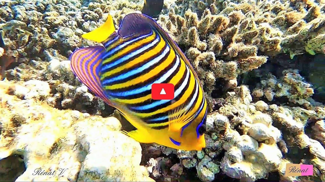 37 secondes avec un poisson Ange duc de mer Rouge - YouTube
