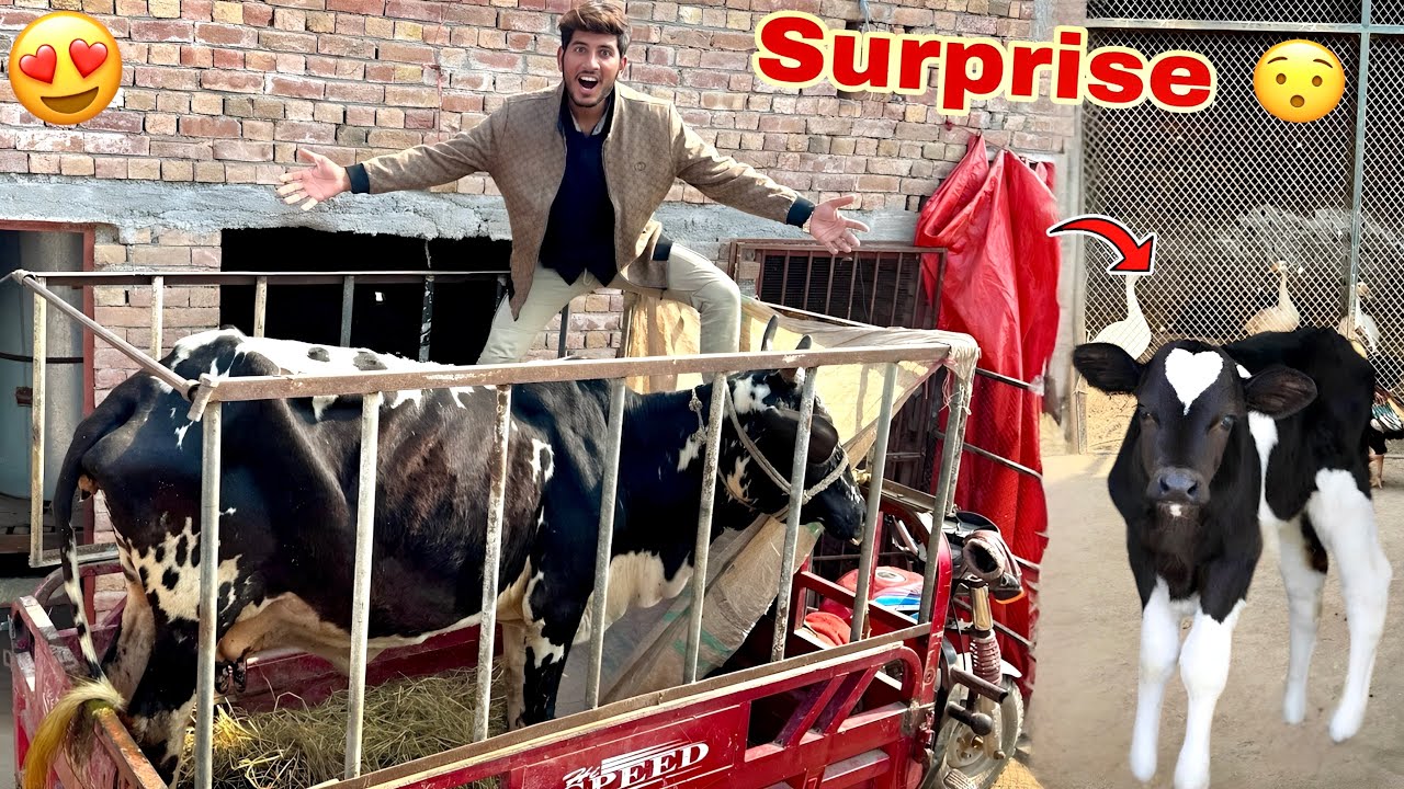 Mini Zoo Main Cow Aa Gai - YouTube