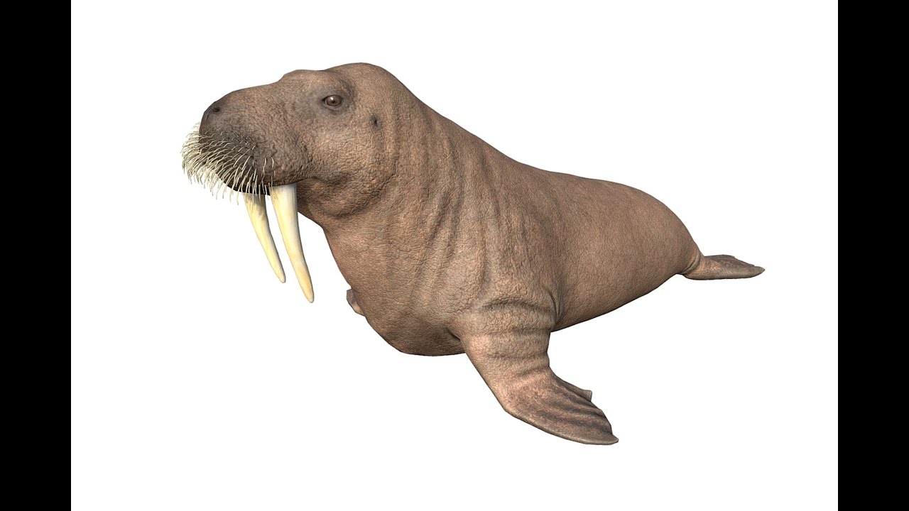 Walrus Animation Demo - YouTube