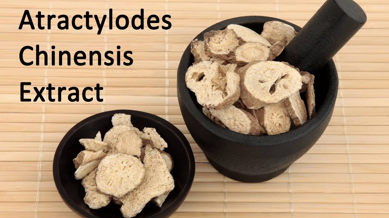 Atractylodes Chinensis Extract has anti-inflammatory properties - YouTube