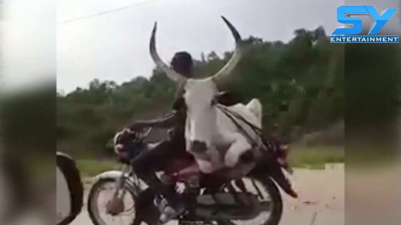 Man Rides Bike with cow sitting in Back Clip goes Viral - YouTube