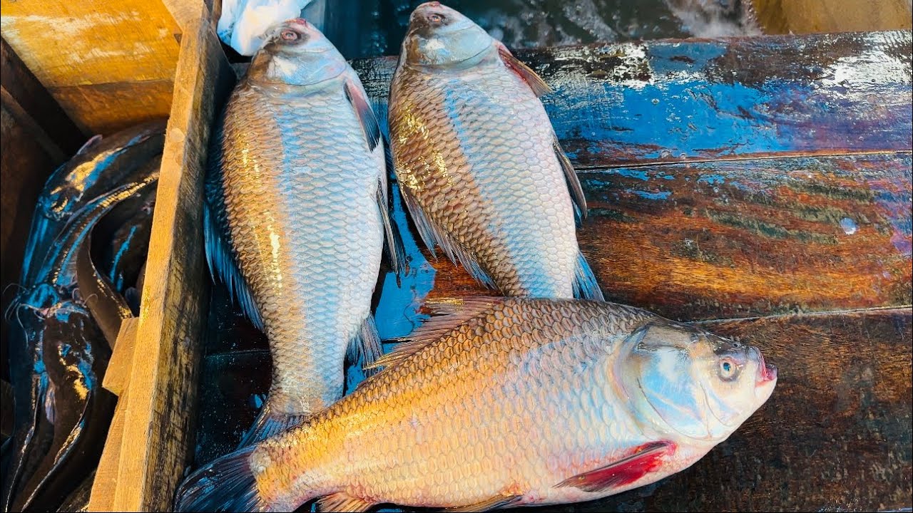 Amazing 2.500Kg Giant Katla Fish Cutting Skills Live In Fish Market ...