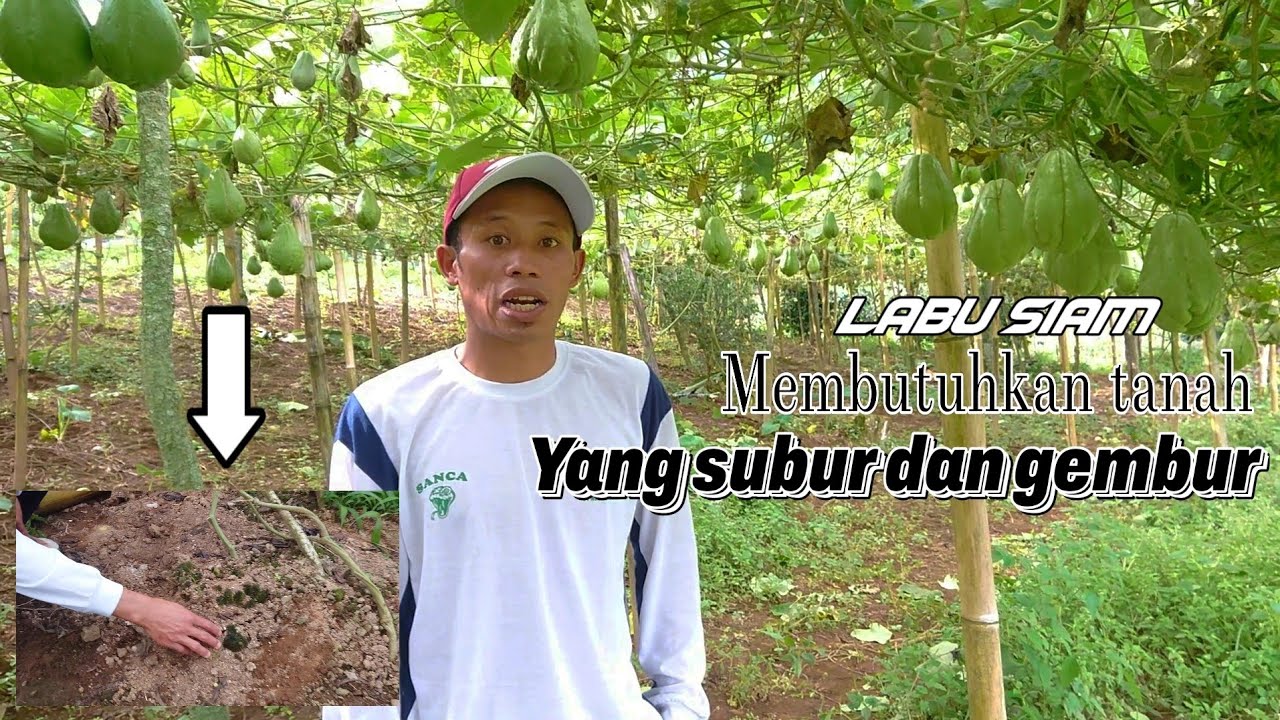 PENGOLAHAN TANAH ITU PENTING BAGI TANAMAN ' LABU SIAM - YouTube