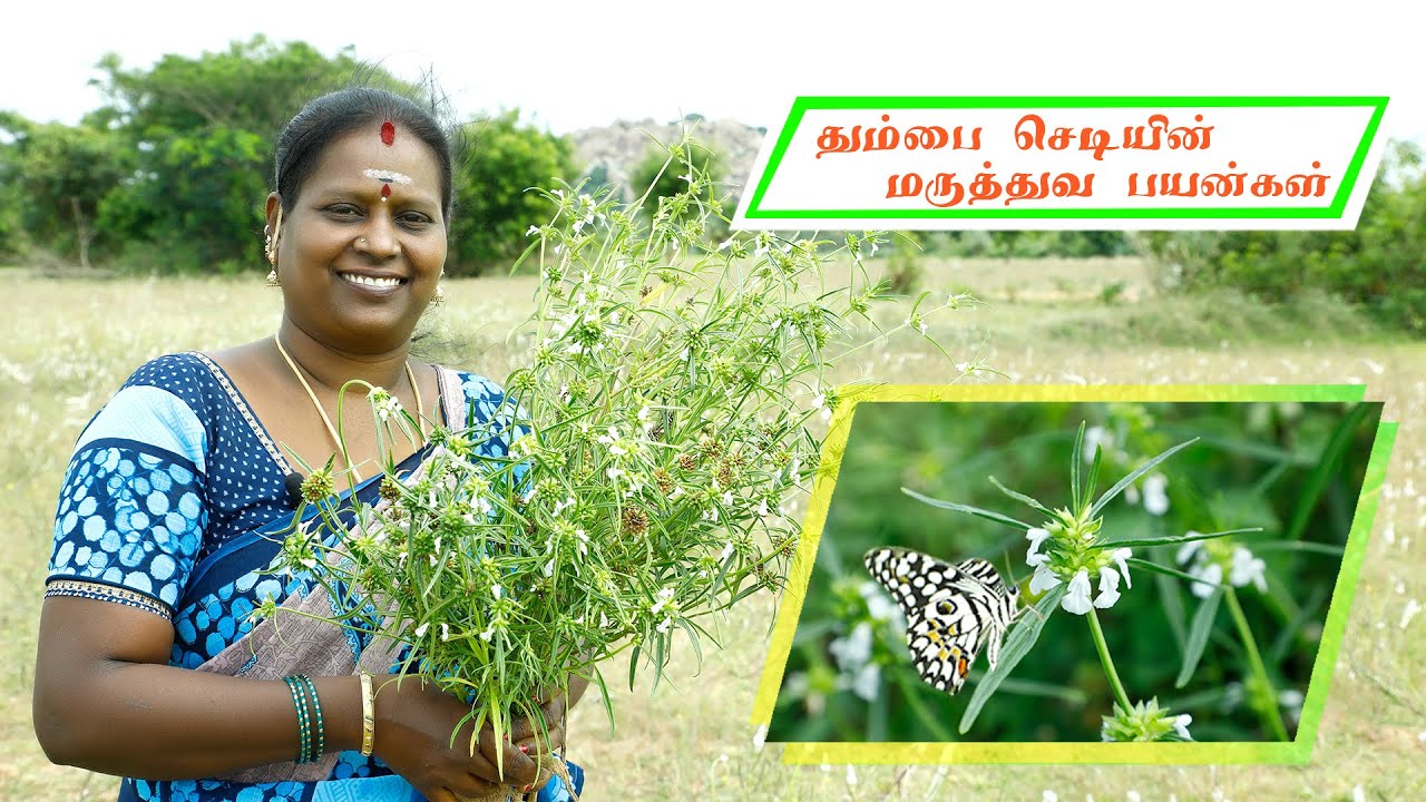 தும்பை செடியின் மருத்துவ பயன்கள்/Medicinal Uses of thumbai plant - YouTube