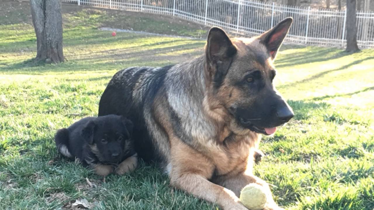 German Shepherd Thor's Happy six months - YouTube