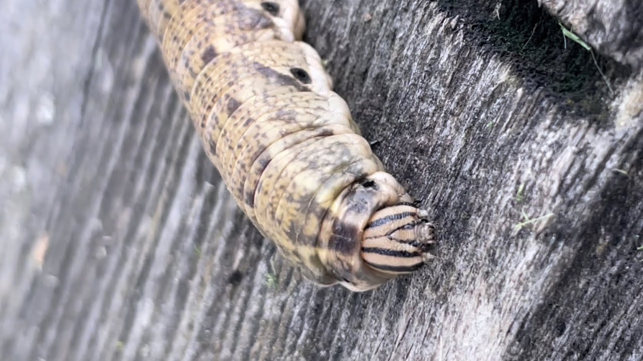 🐛 hatalmas hernyó, valaki ismeri??? - YouTube