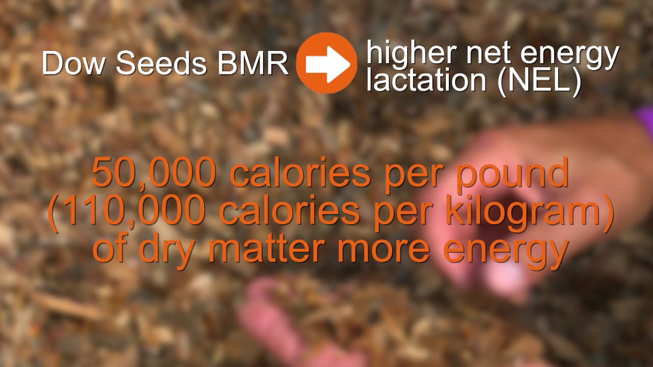 Introducing BMR corn into your dairy rations | Dow AgroSciences Canada ...