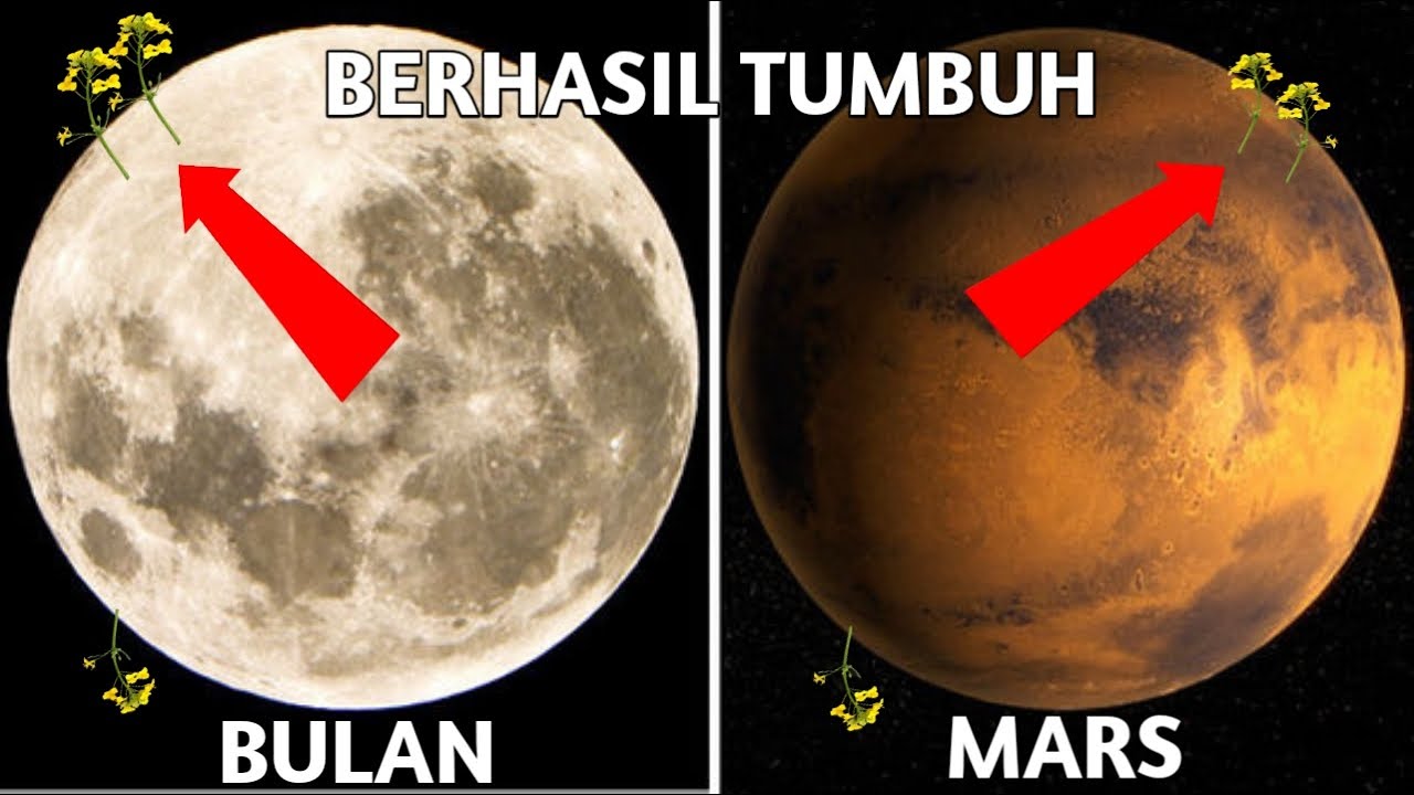 TANAMAN INI BERHASIL TUMBUH DI BULAN DAN PLANET MARS - YouTube