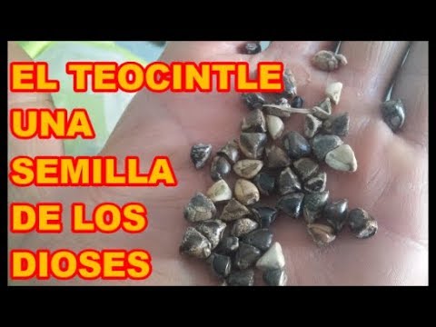 "EL TEOCINTLE", ANCESTRO DEL MAÍZ Y GRANO DE LOS DIOSES ...