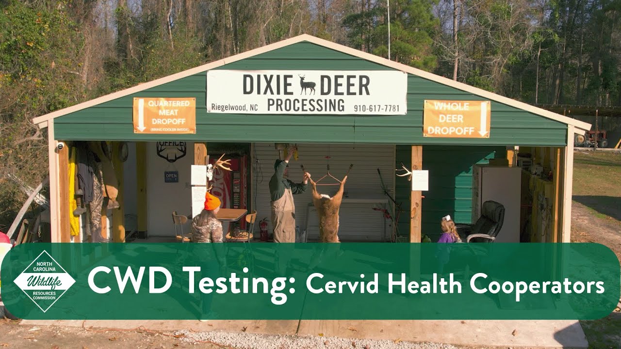CWD Testing: Using Cervid Health Cooperators - YouTube