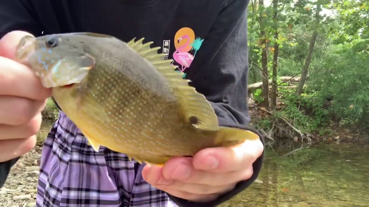 Femboy Fishing Episode 6 - BIG SUNFISH in a TINY PUDDLE - YouTube