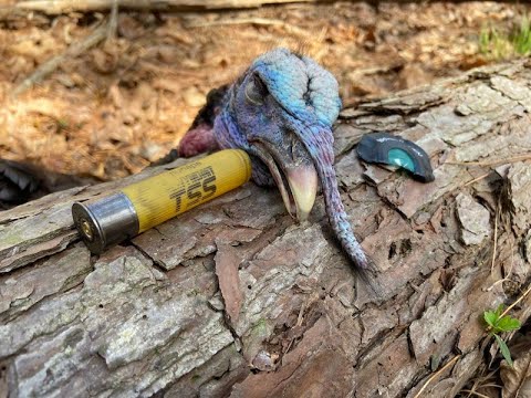 Mississippi Self-Filmed Turkey Hunt-Beard Rot Beard - YouTube