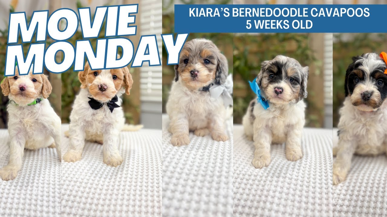 Kiara's Bernedoodle Cavapoo puppies 5 weeks - YouTube