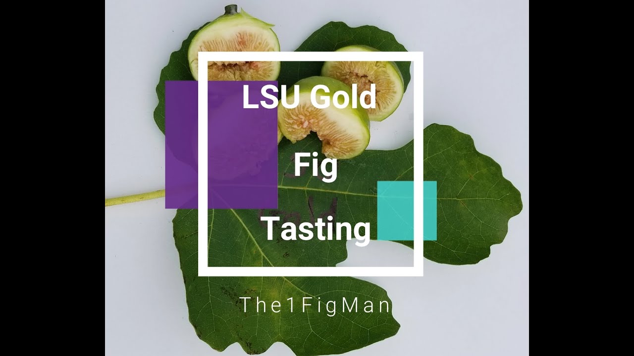 LSU Gold Fig Tasting - YouTube