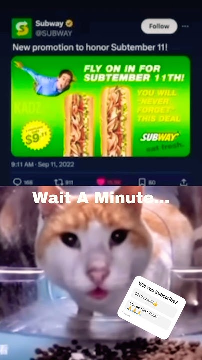 Wait A Minute… #waitaminute #cat #memes - YouTube