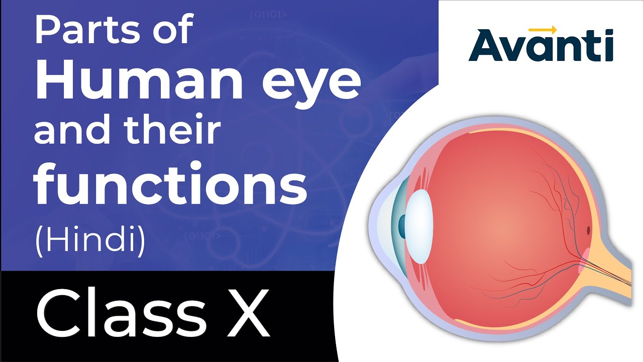 Parts Of Human Eye And Their Functions Human Eye And Colorful World parts-of-human-eye-and-their-functions-human-eye-and-colorful-world