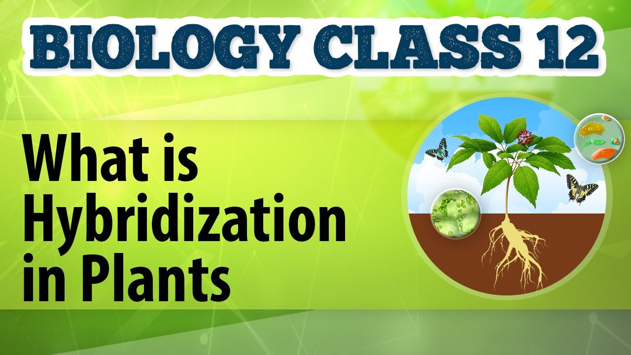 What Is Hybridization in Plants - Enhancement in Food Production ...