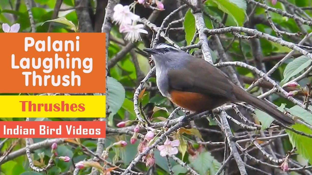 Palani laughingthrush (Montecincla fairbanki) - Palani Chilappan - YouTube