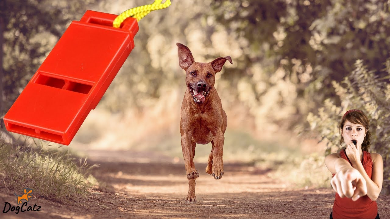 Dog Outdoor Whistle, Hiking Whistles, SOS, Emergency, Camping - YouTube