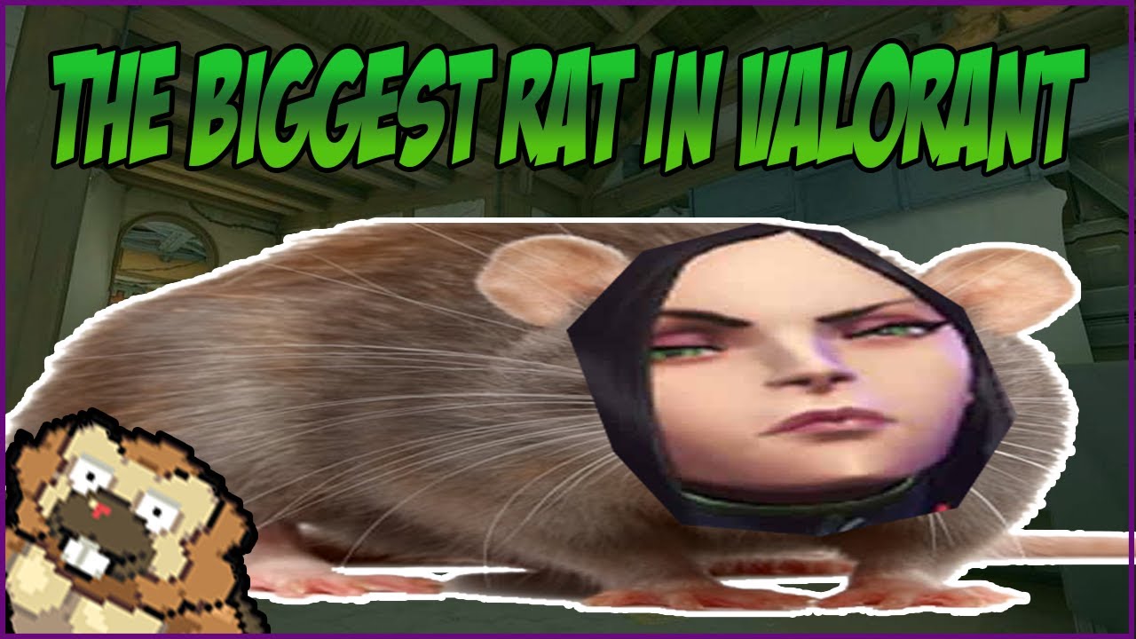 VIPER is the BIGGEST RAT in VALORANT - YouTube