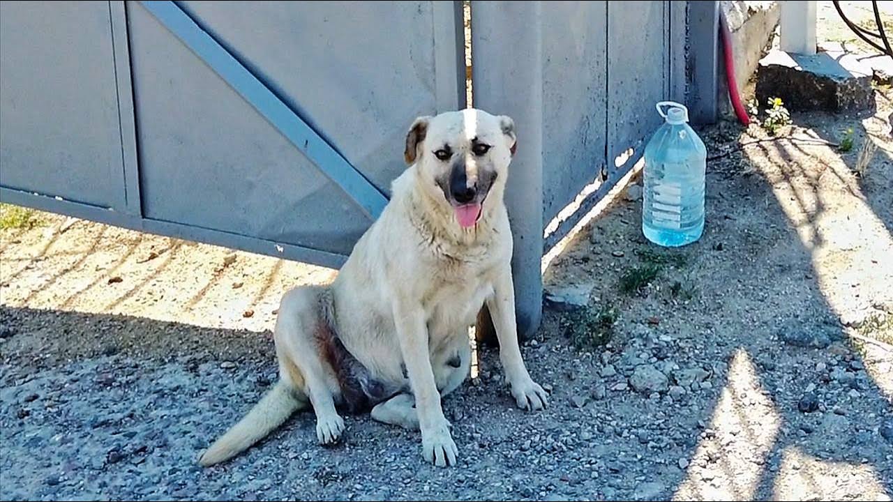 Senior Homeless Dog Living at Bus Station all her Life finally Feels ...