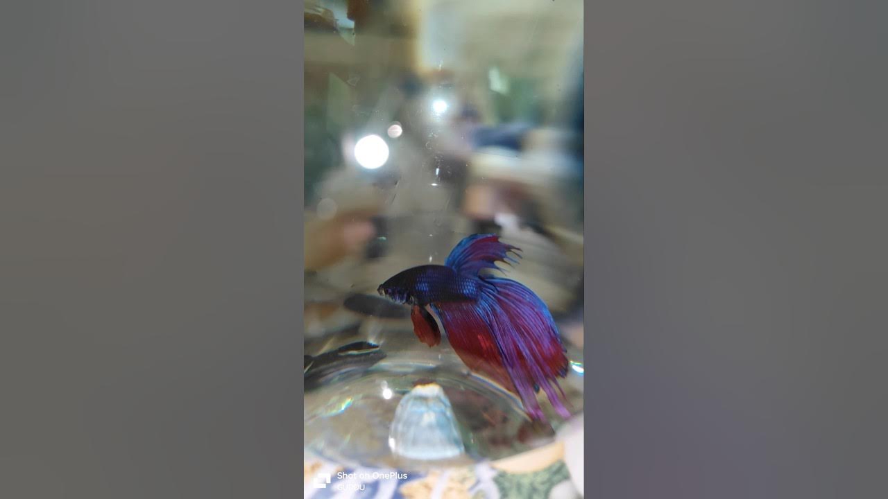 Betta fish breeding.....#sony #shorts #trending #guppyfish #ytshorts #betta #tamil #song#betta # ...
