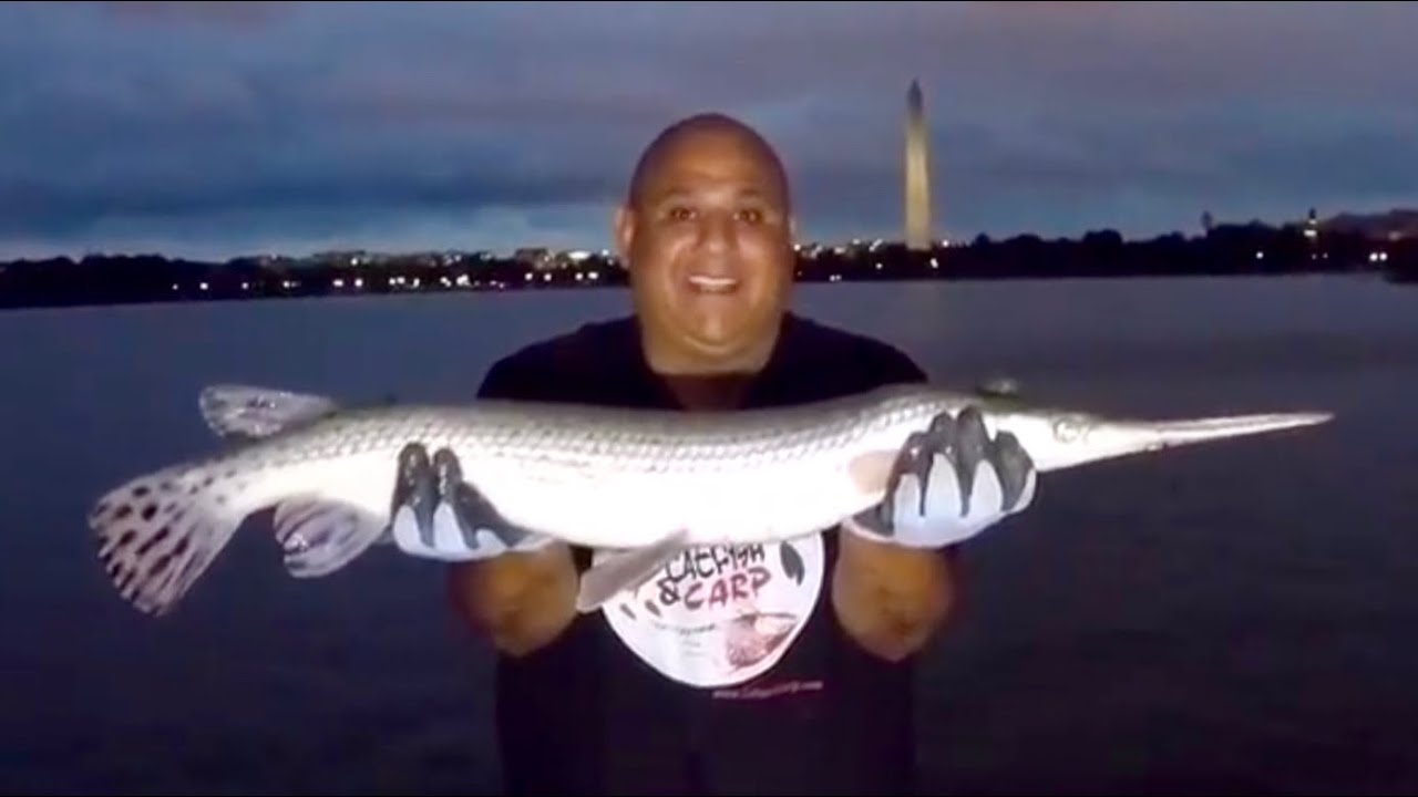 NIGHT FISHING WITH THE FAMILY CATCHING BIG GAR - YouTube
