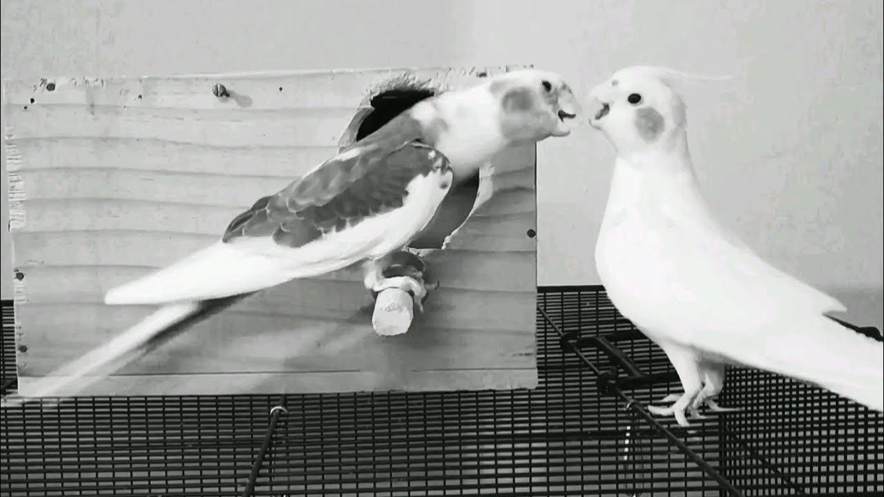 Cockatiel Fighting Part 2 in Black and White #ParrotWorld - YouTube
