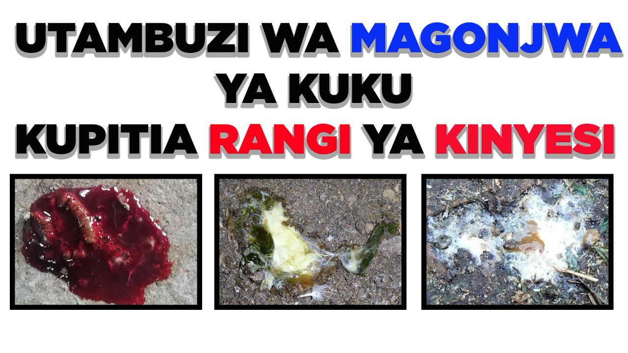 UTAMBUZI WA MAGONJWA YA KUKU KUPITIA RANGI YA KINYESI - YouTube
