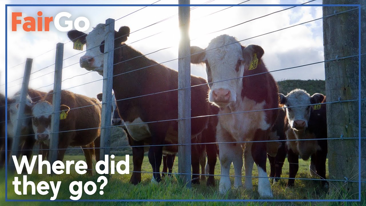 Farmers baffled as cows fail to return from grazing | Fair Go - YouTube