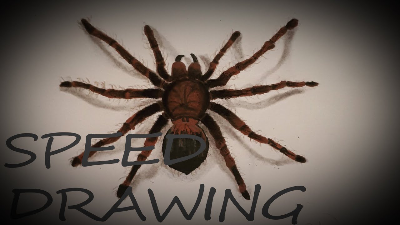 Speed Drawing: Araignée - YouTube
