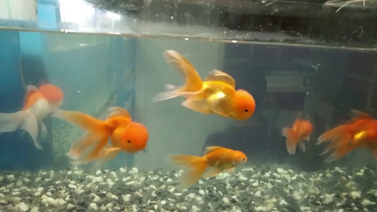 Fishes are racing in the aquarium . - YouTube