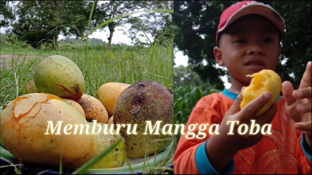 Sergio Panen Mangga Kampung Samosir - YouTube