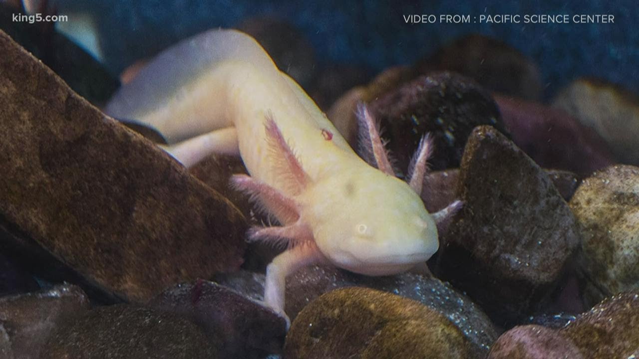 Pacific Science Center rehoming all animals - YouTube