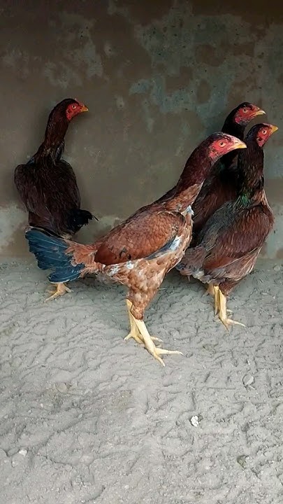 aseel murga |Rampuri|#aseel #aseelmurga #hen #rooster - YouTube