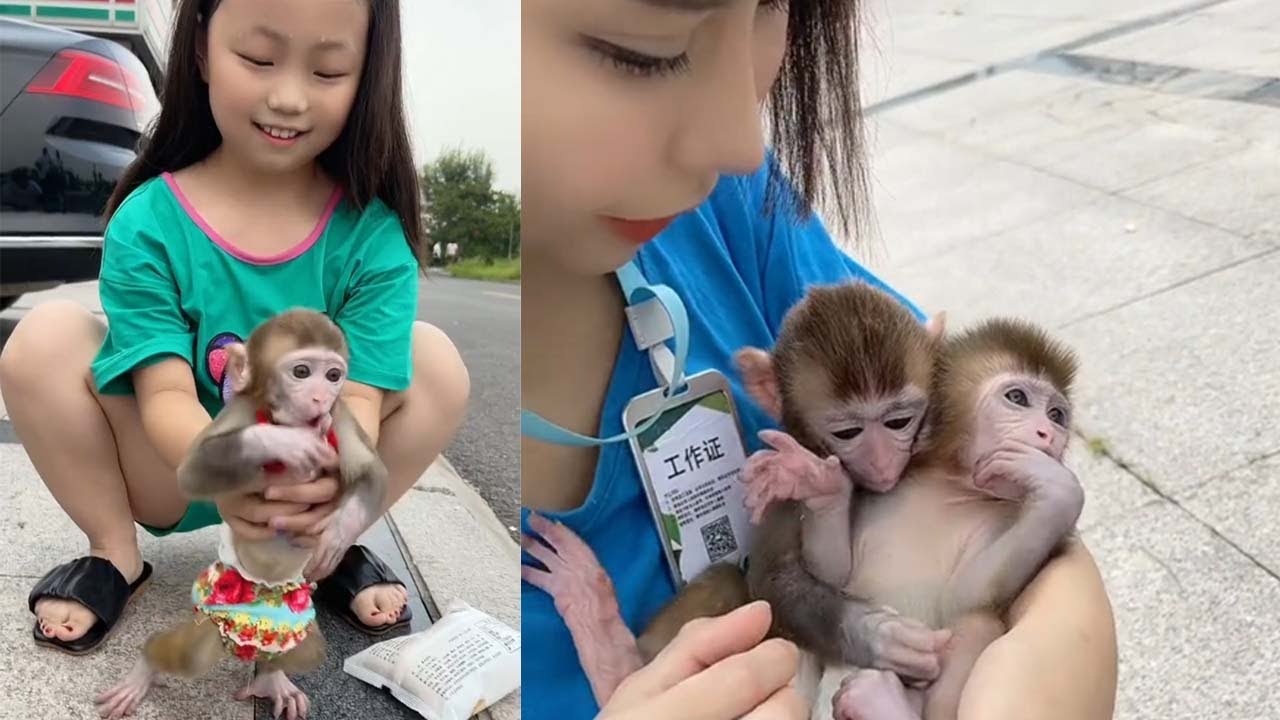 Yoyo monkey mix family |Yoyo Monkey Family Yoyo monkey EP15 - YouTube