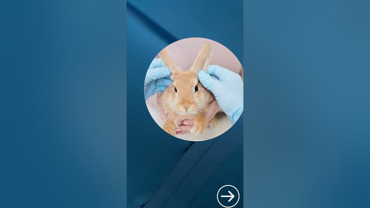 Rabbit Interesting Facts About Rabbit short short rabbit facts rabbit-interesting-facts-about-rabbit-short-short-rabbit-facts