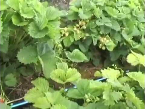 Эрос, клубника среднего срока созревания. - YouTube