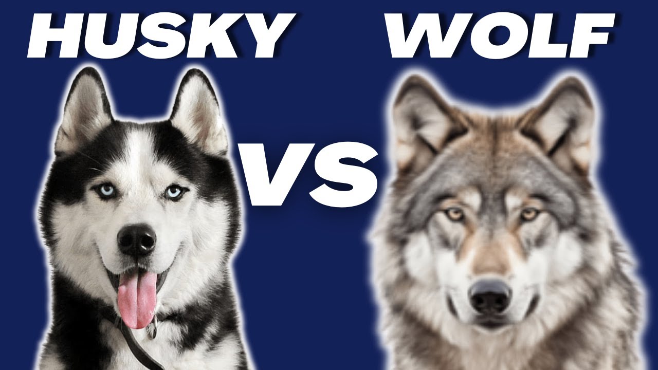Husky VS Wolf Whats the Difference Between a Husky and Wolf - YouTube
